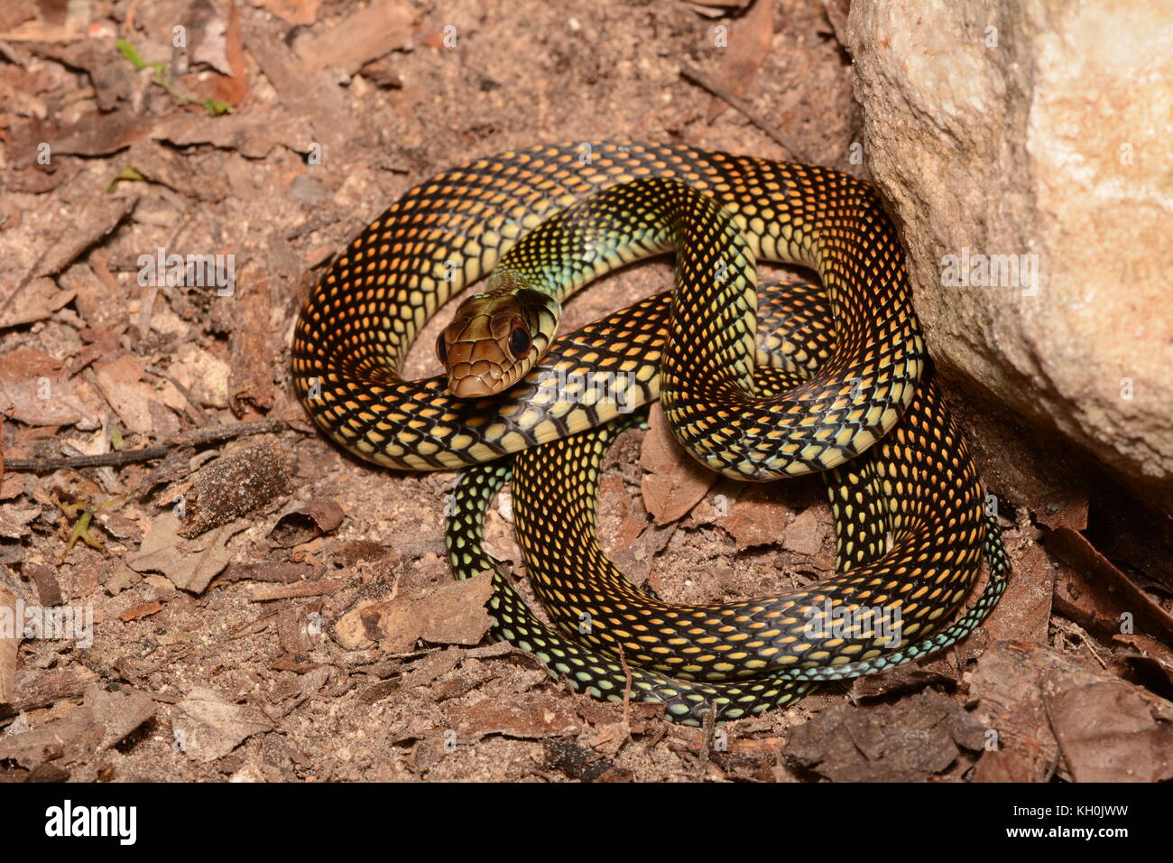Speckled Racer (Drymobius margaritiferus) from Campeche, México Stock ...