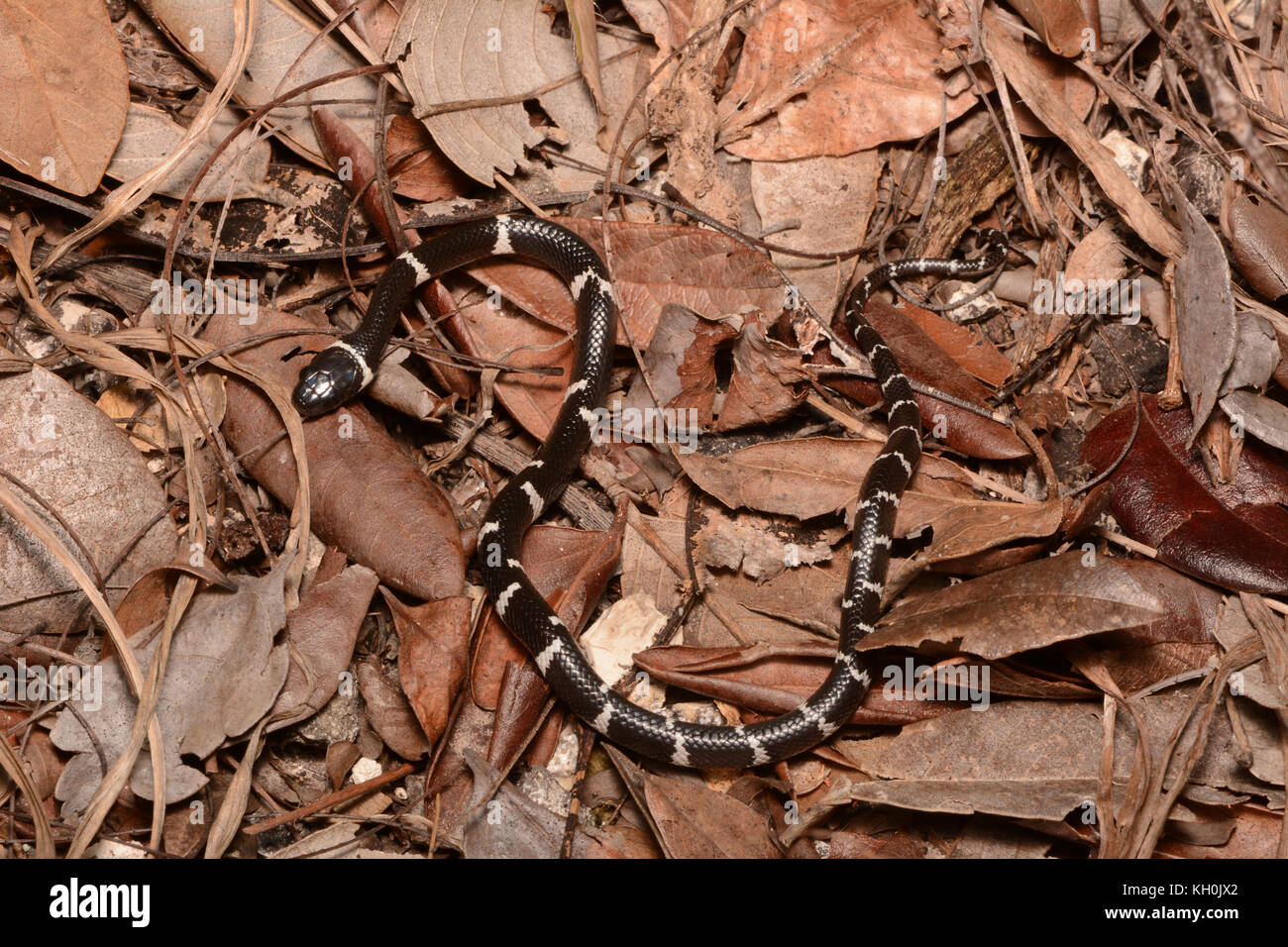 Banded Snail Sucker (Tropidodipsas fasciata) from Campeche, México ...