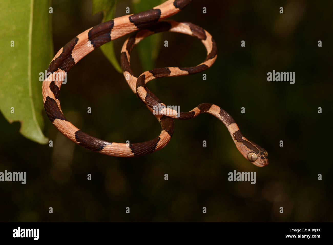 Tropical deciduous forest hi-res stock photography and images - Alamy