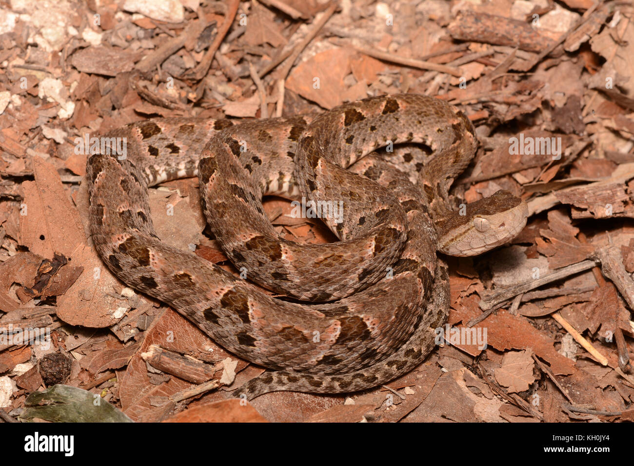 Bothrops asper hi-res stock photography and images - Alamy