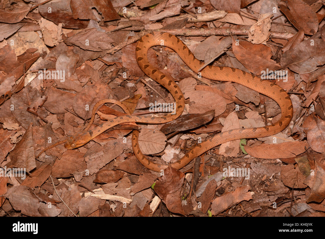 Leptodeira cat eyed snake High Resolution Stock Photography and Images ...