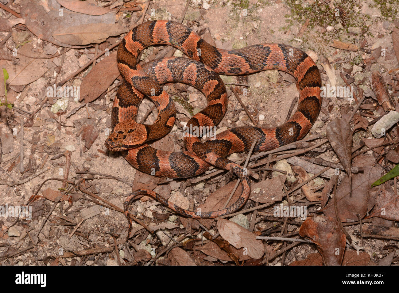 Rainforest Cat-eyed Snake (Leptodeira frenata) from Campeche, México ...