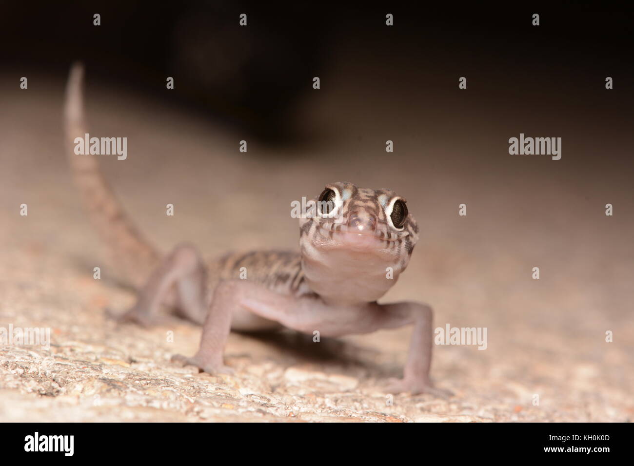 Mexico lizard hi-res stock photography and images - Alamy