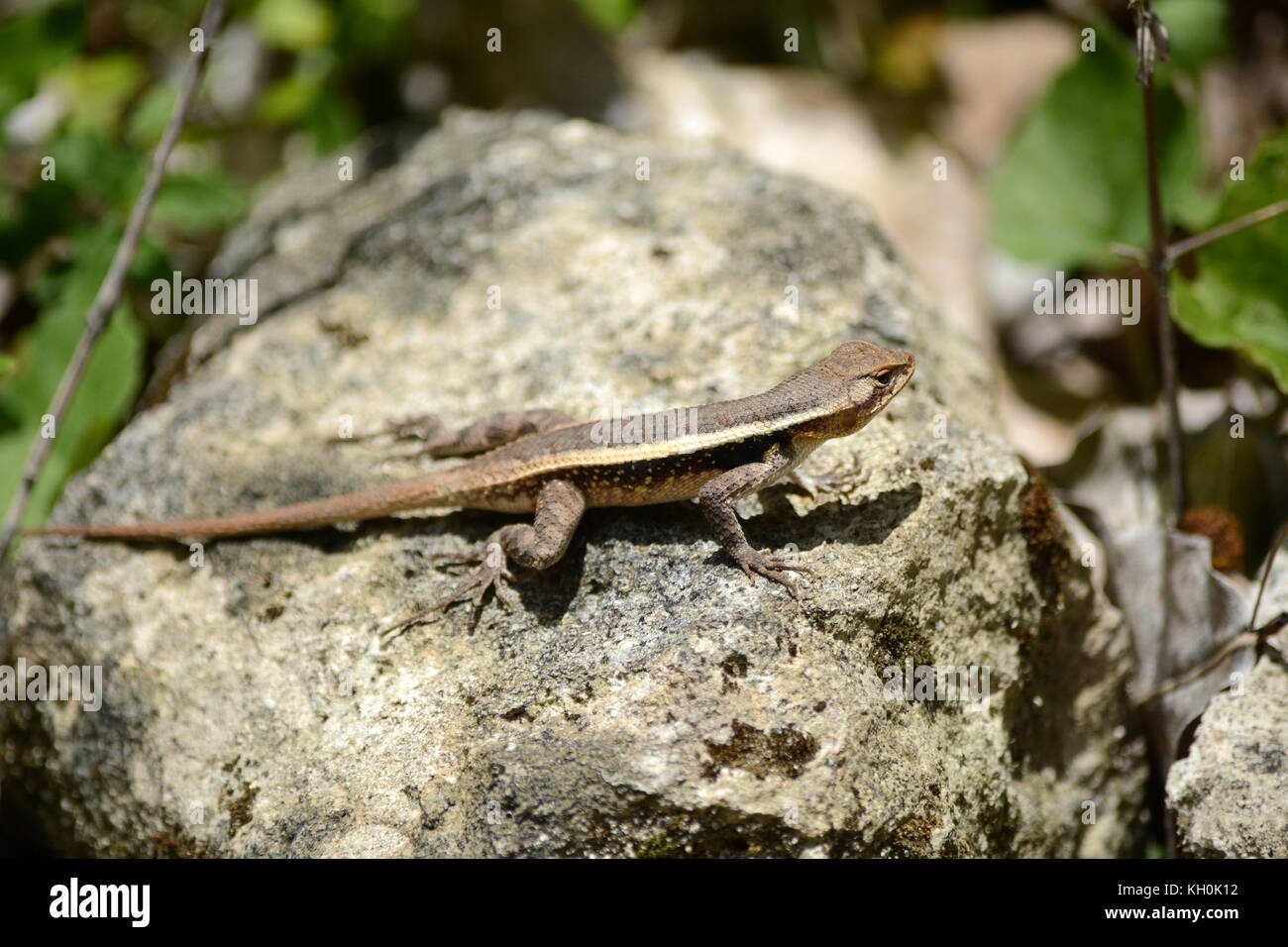 Yucatán Spiny Lizard (Sceloporus chrysostictus) from Campeche, México ...
