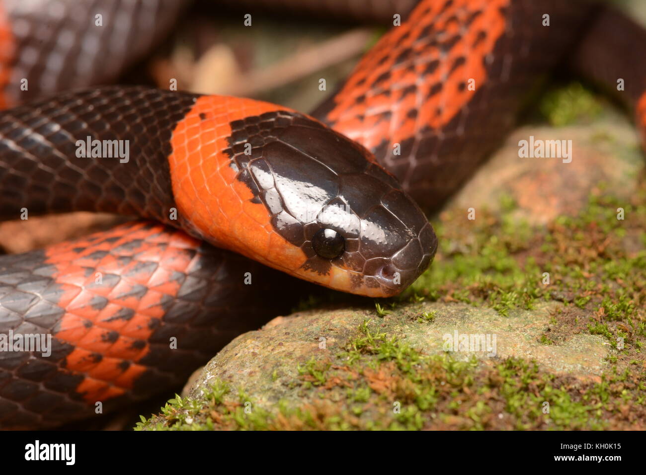 Terrestrial Snail Sucker (Tropidodipsas sartorii) from Yucatán, México ...