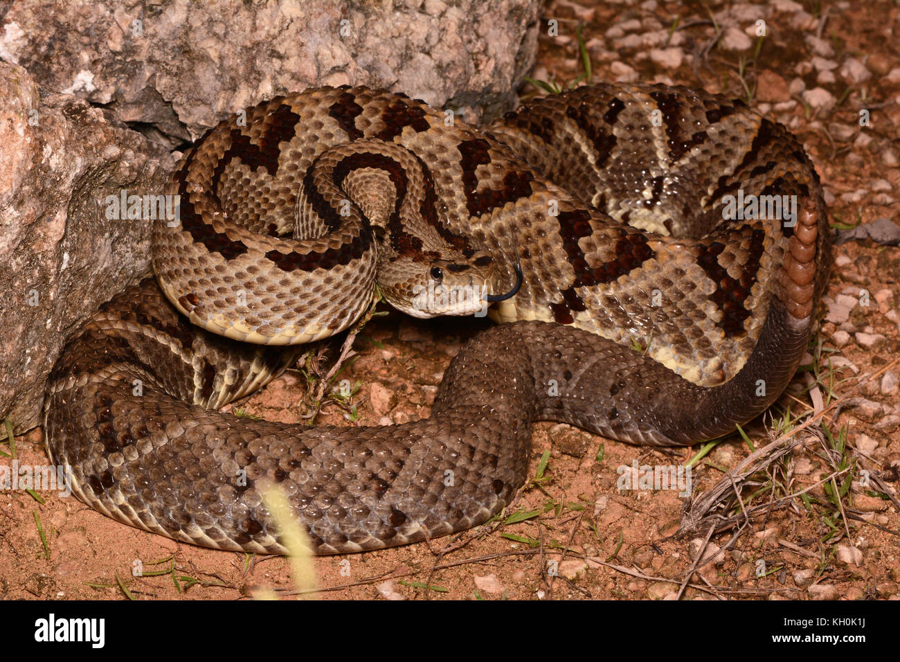 Yucatán Neotropical Rattlesnake (Crotalus tzabcan) from Yucatán, México ...