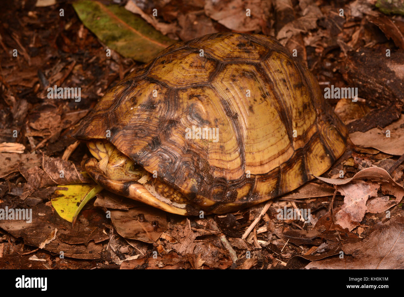 Yucatán Box Turtle (Terrapene carolina yucatana) from Yucatán, México ...