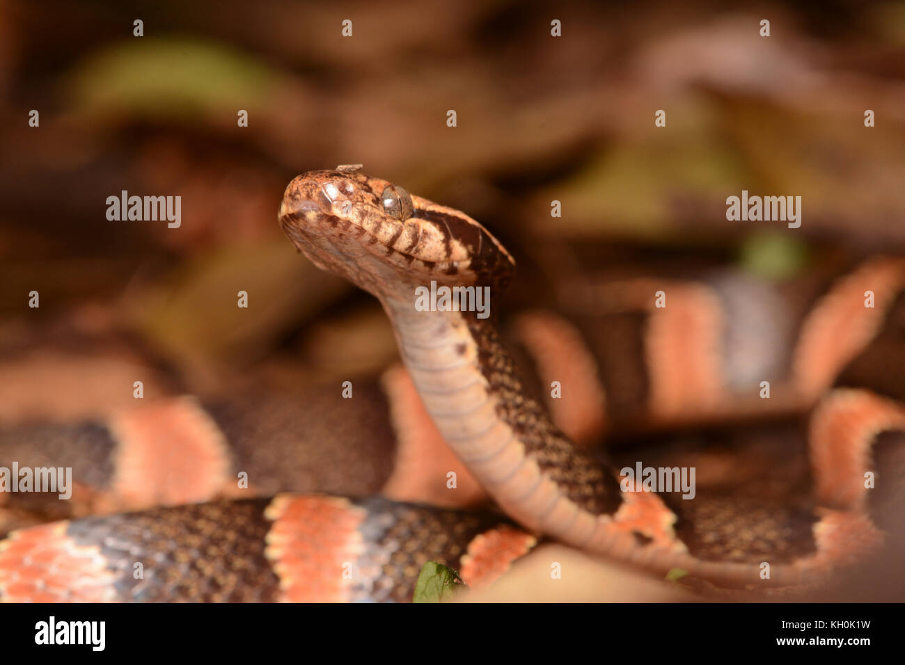 Rainforest Cat-eyed Snake (Leptodeira frenata) from Campeche, México ...