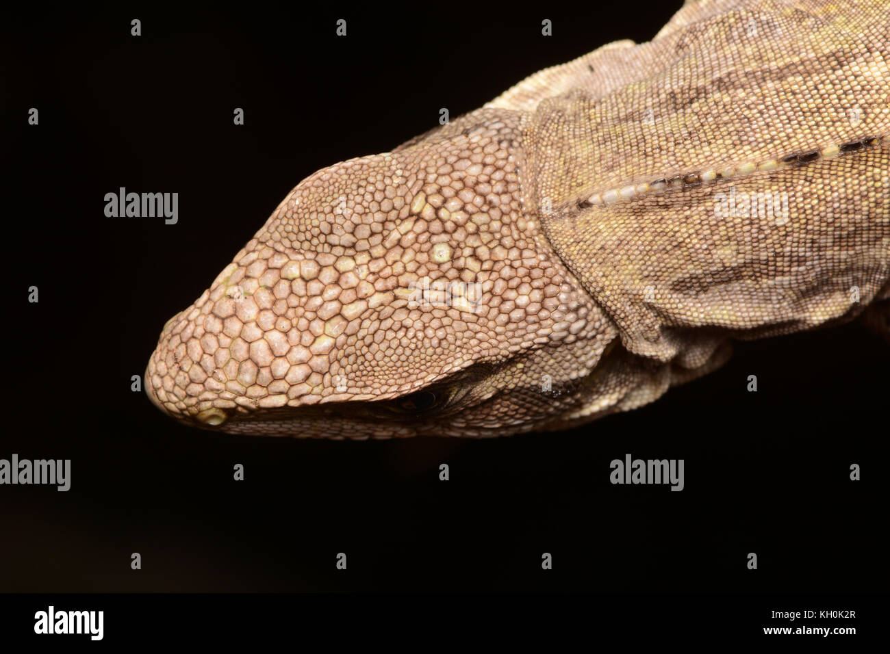 Black Iguana (Ctenosaura similis) from Yucatán, México Stock Photo - Alamy