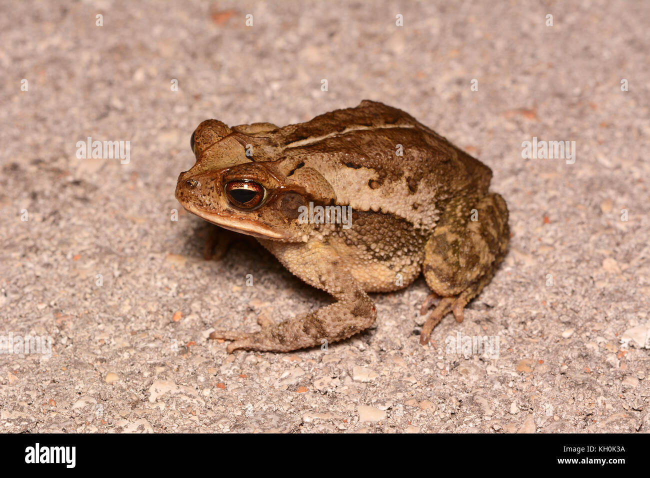 Southern Gulf Coast Toad (Incilius valliceps) from Yucatán, México ...