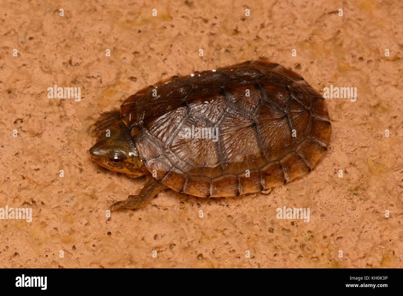 Kinosternon creaseri hi-res stock photography and images - Alamy