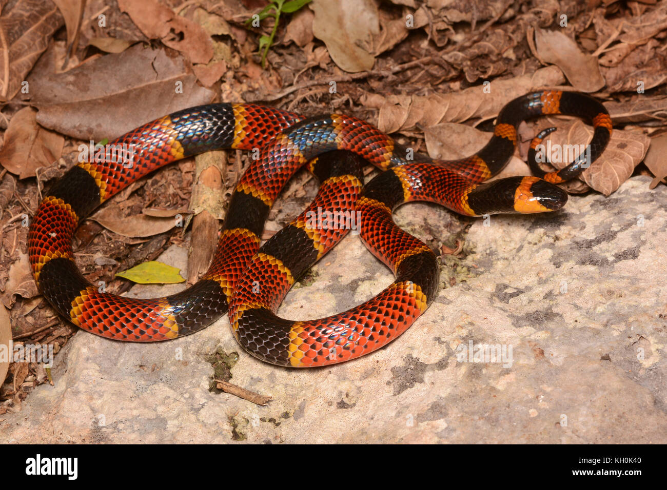 Variable Coralsnake (Micrurus diastema) from Yucatán, México Stock ...