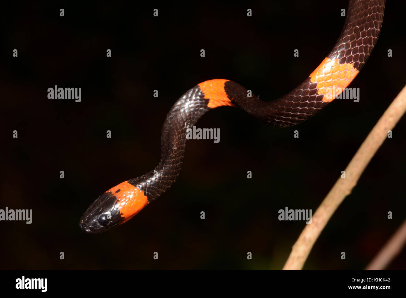 Snail-eating Thirstsnake (Dipsas brevifacies) from Campeche, México ...