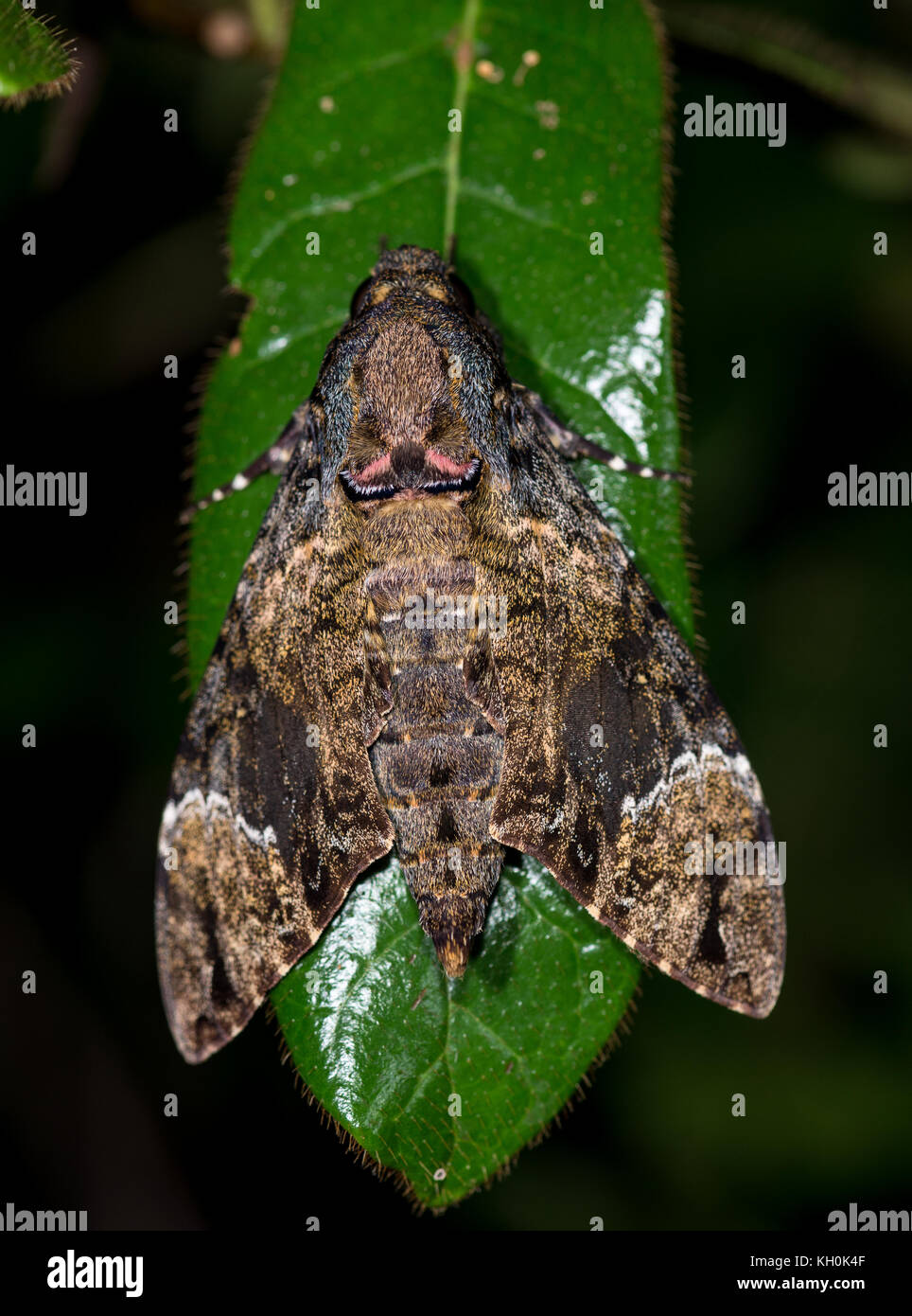 African moth hi-res stock photography and images - Alamy