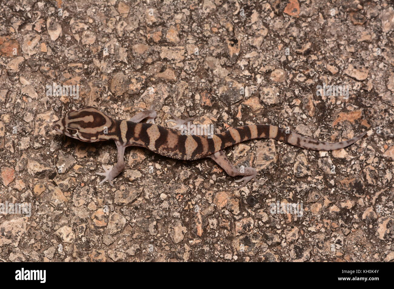 Yucatán Banded Gecko (Coleonyx elegans) from Yucatán, Mexico Stock ...