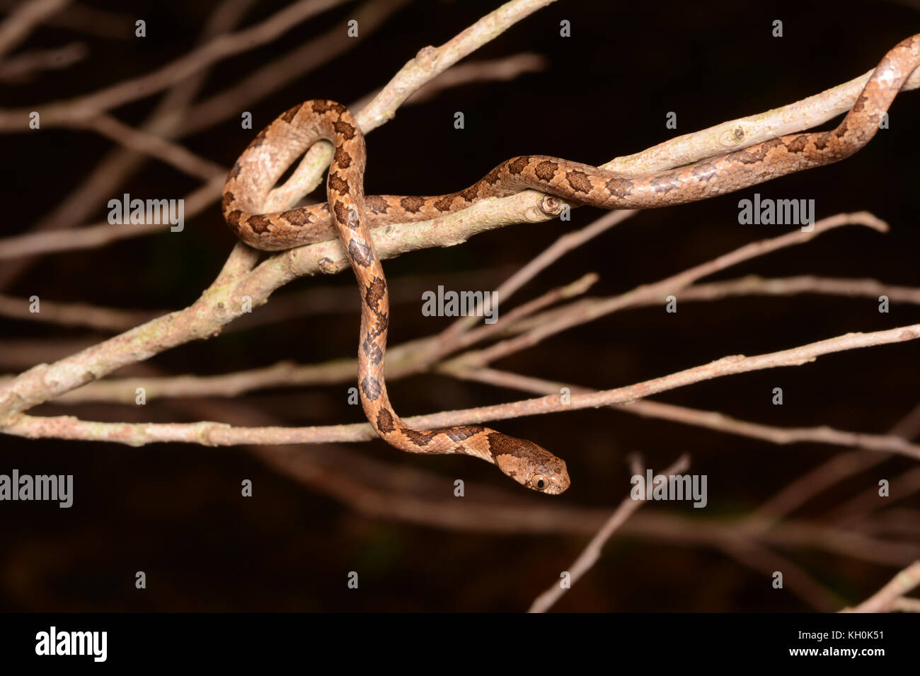 Pygmy Snail Sucker (Sibon sanniolus) from Yucatán, México Stock Photo ...
