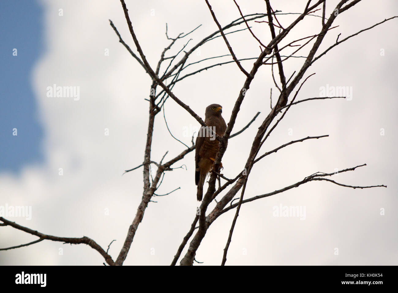 Roadside Hawk (Rupornis magnirostris) from Yucatán, México Stock Photo ...