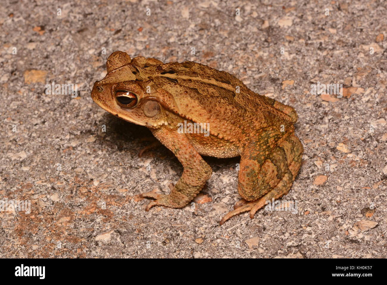 Gulf coast toad hi-res stock photography and images - Alamy