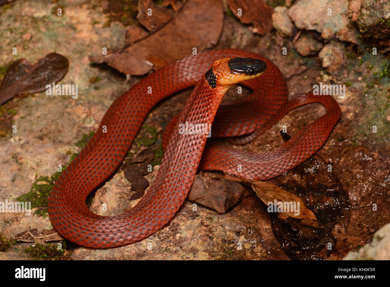Ninia snake hi-res stock photography and images - Alamy