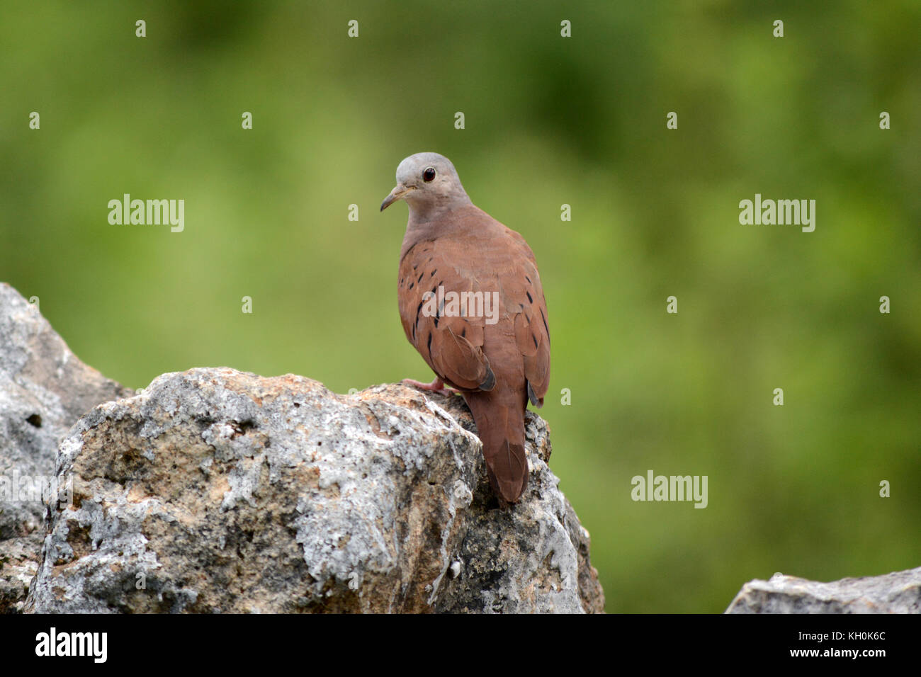 Ruddy Ground Dove (Columbina talpacoti) from Yucatán, México Stock ...