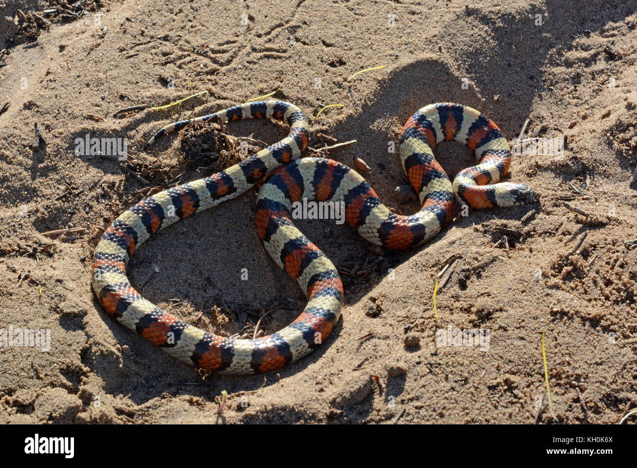 Western Milksnake (Lampropeltis gentilis) from Weld County, Colorado ...