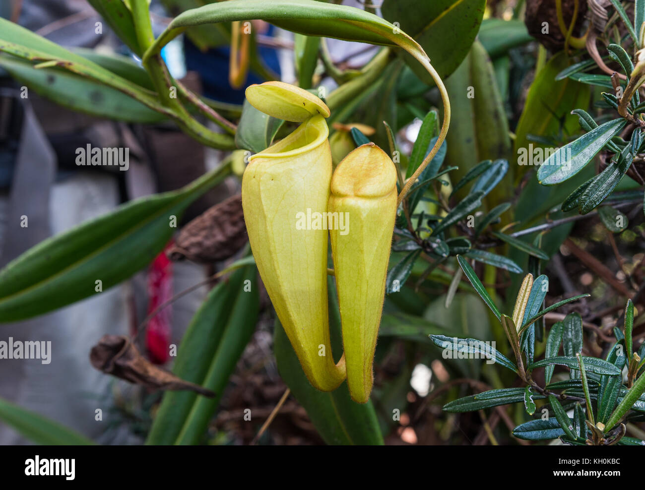 Carnivorous plant Nepenthes madagascariensis. Madagascar, Africa Stock ...