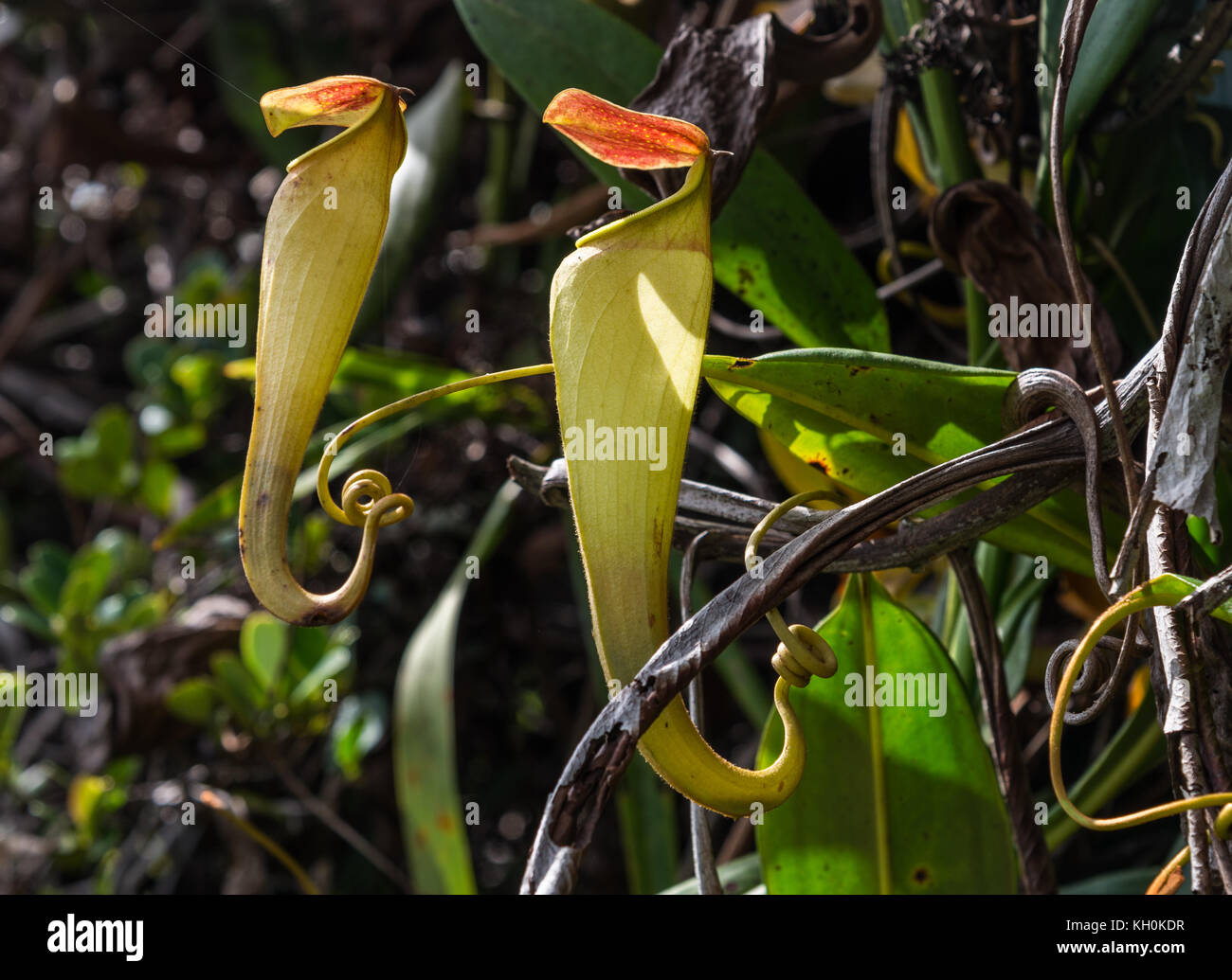 Carnivorous plant Nepenthes madagascariensis. Madagascar, Africa Stock ...