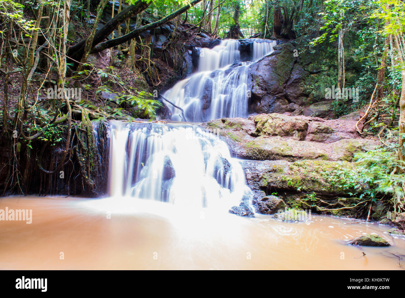 Save karura forest hi-res stock photography and images - Alamy