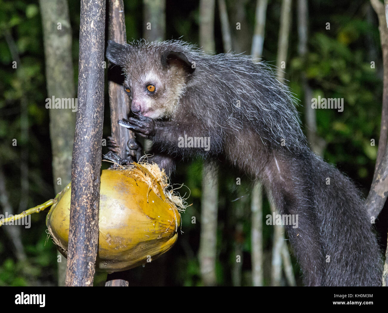 Aye aye madagascar hi-res stock photography and images - Alamy