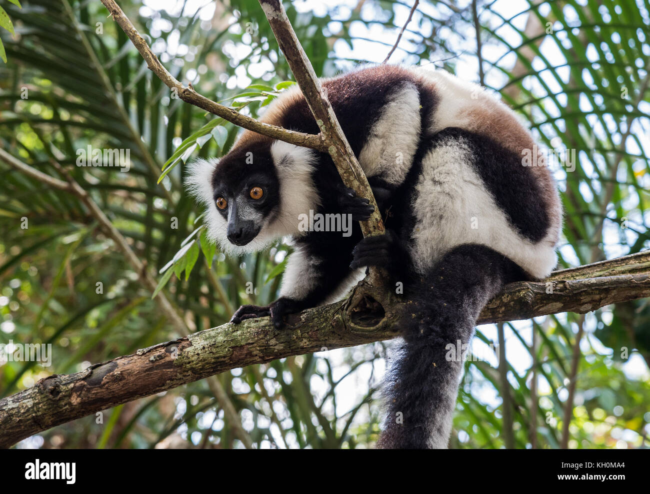 Lemur on a tree. Madagascar, Africa Stock Photo - Alamy