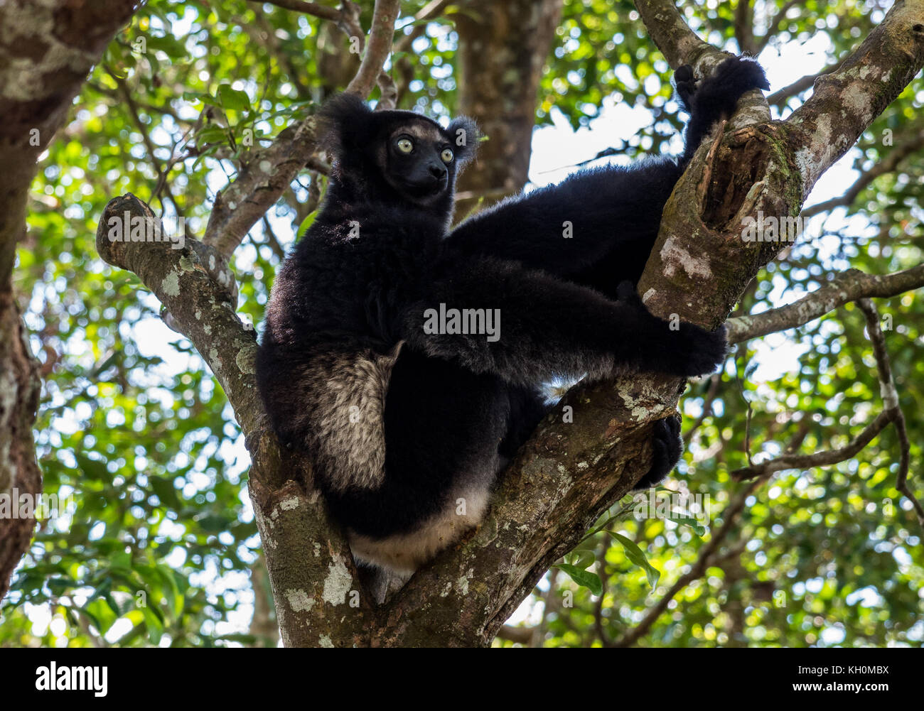 Lemur on a tree. Madagascar, Africa Stock Photo - Alamy