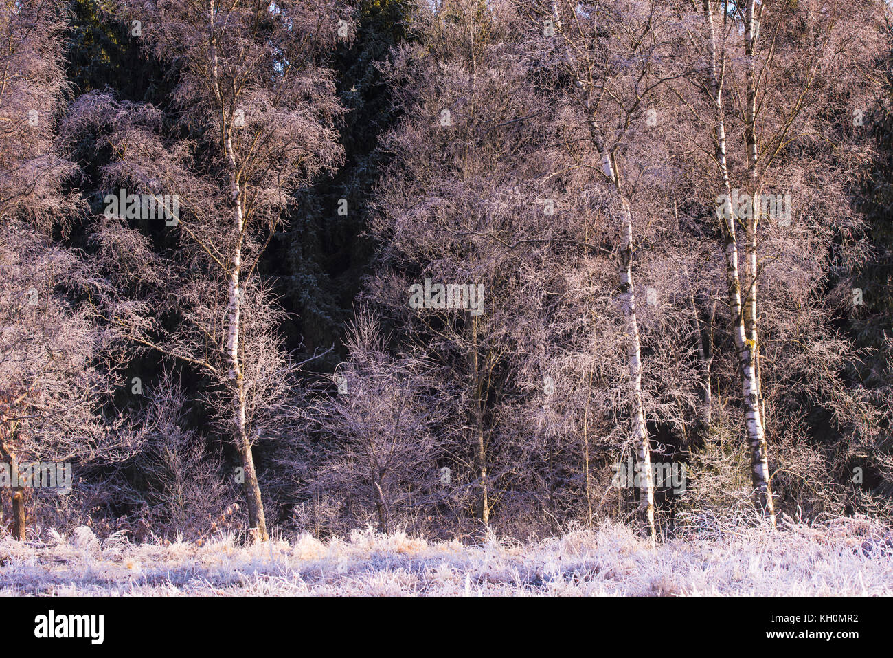 Frozen Nature with Trees Stock Photo - Alamy