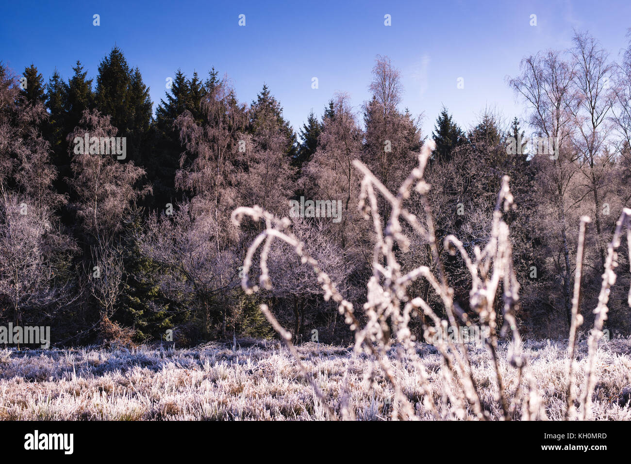 Frozen Nature with Trees Stock Photo - Alamy