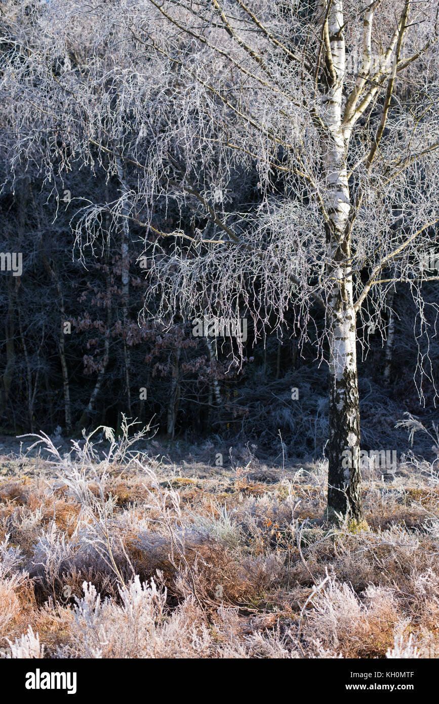 Frozen Nature with Trees Stock Photo - Alamy