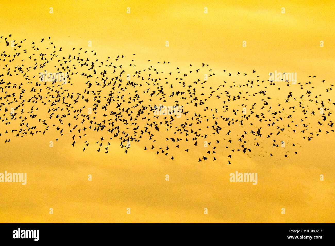 flock fly animal starling flight swarm bird dusk murmuration blackpool ...