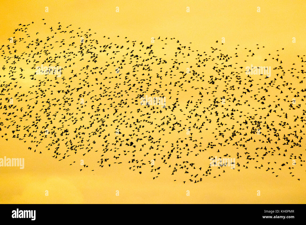 flock fly animal starling flight swarm bird dusk murmuration blackpool ...