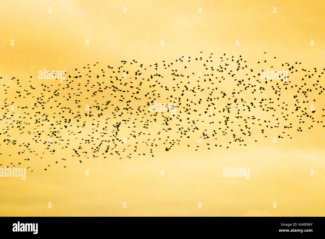 flock fly animal starling flight swarm bird dusk murmuration blackpool ...