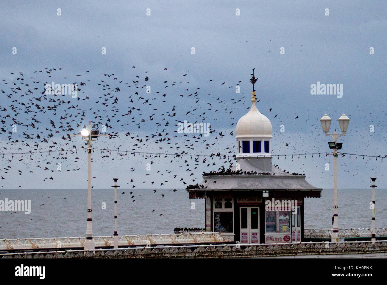 flock fly animal starling flight swarm bird dusk murmuration blackpool ...