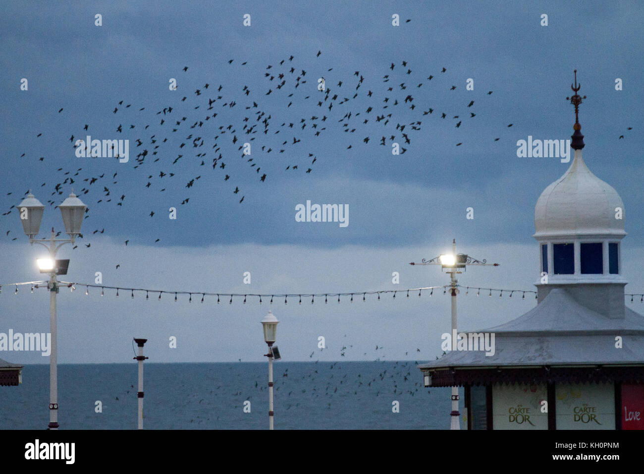 flock fly animal starling flight swarm bird dusk murmuration blackpool ...