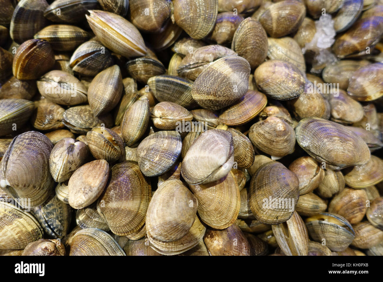 Fresh "Manila Clams" (Venerupis philippinarum, Ruditapes phlippinarum ...