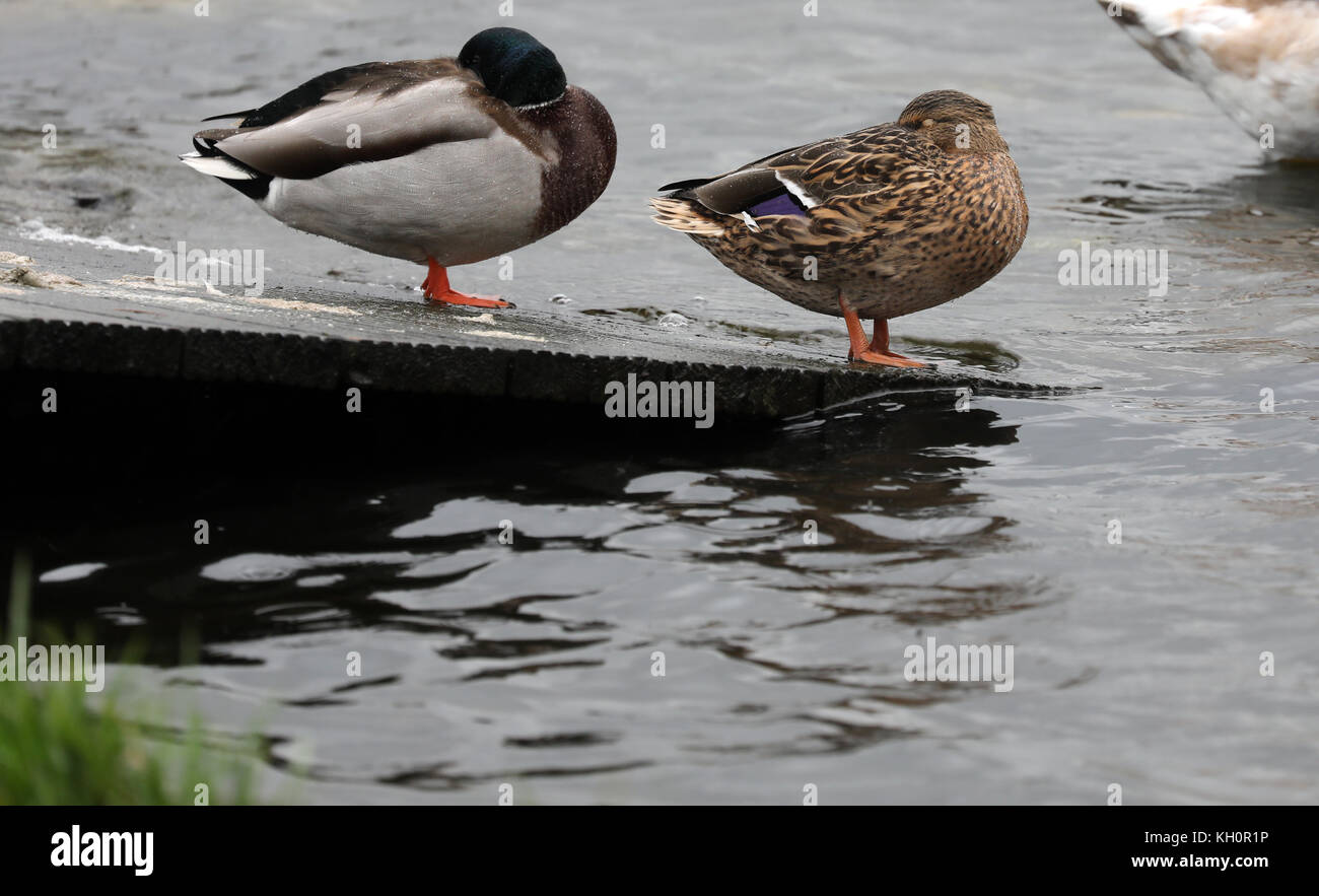 Rostock, Germany. 10th Nov, 2017. Ducks hiding their heads in their ...
