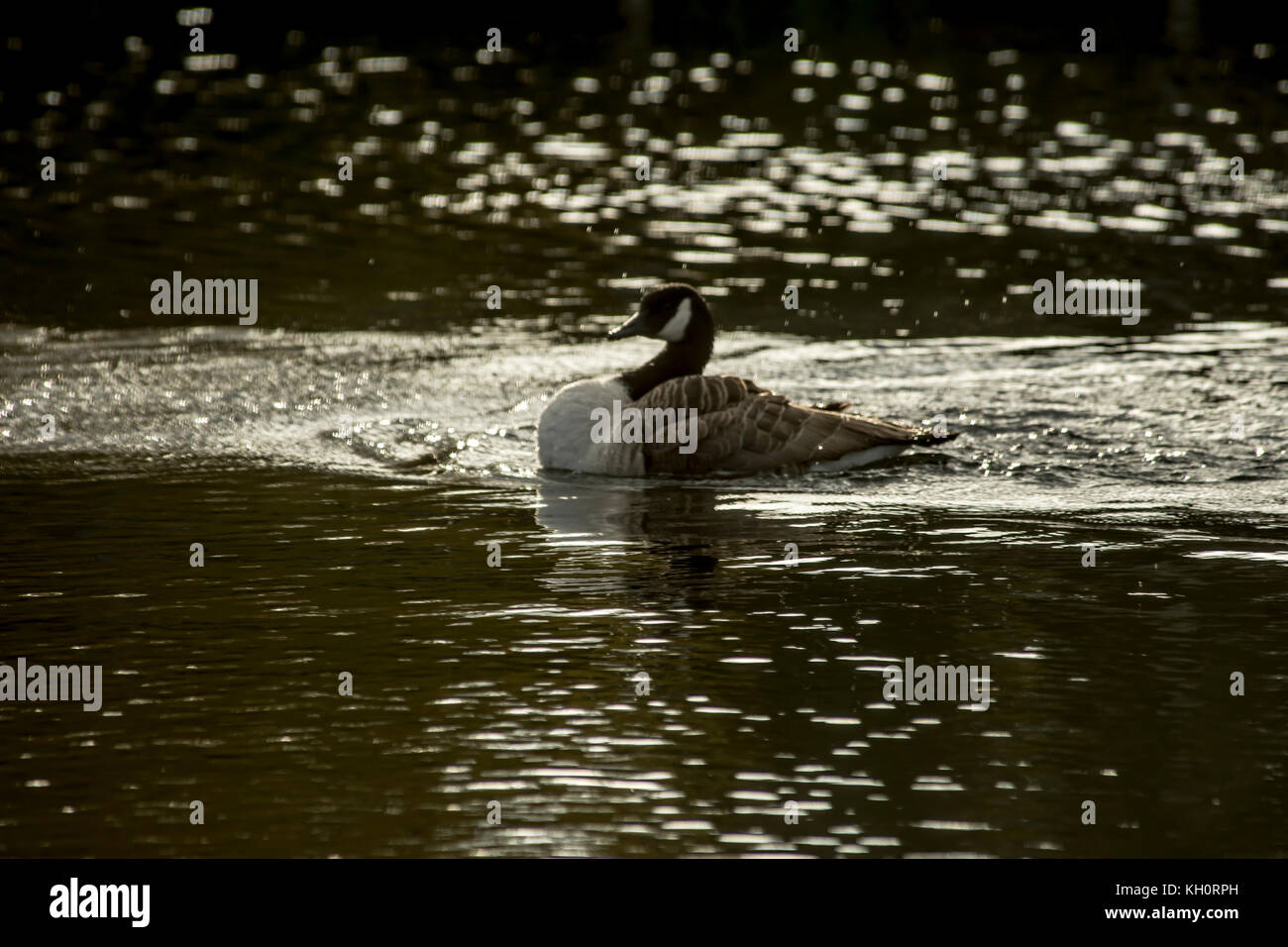 River Nene, Peterborough. 11th Nov, 2017. UK Weather. Canada Gesse ...