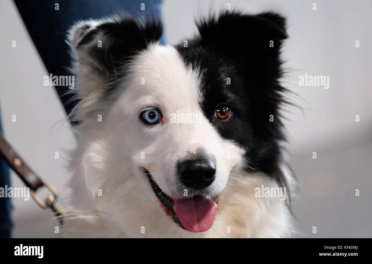 Leipzig, Germany. 12th Nov, 2017. A Border collie with a blue eye and ...