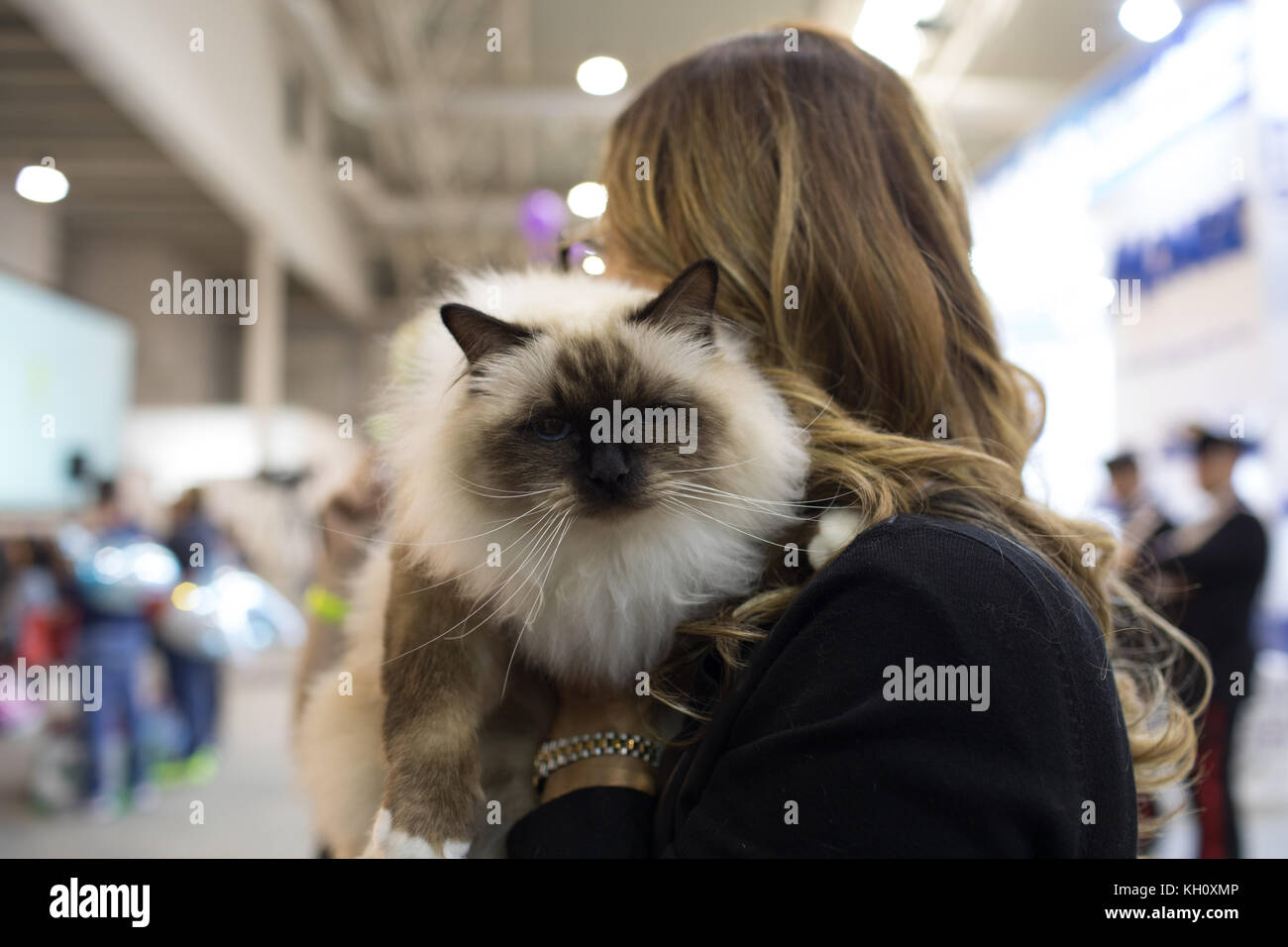 Beautiful Cat Competition