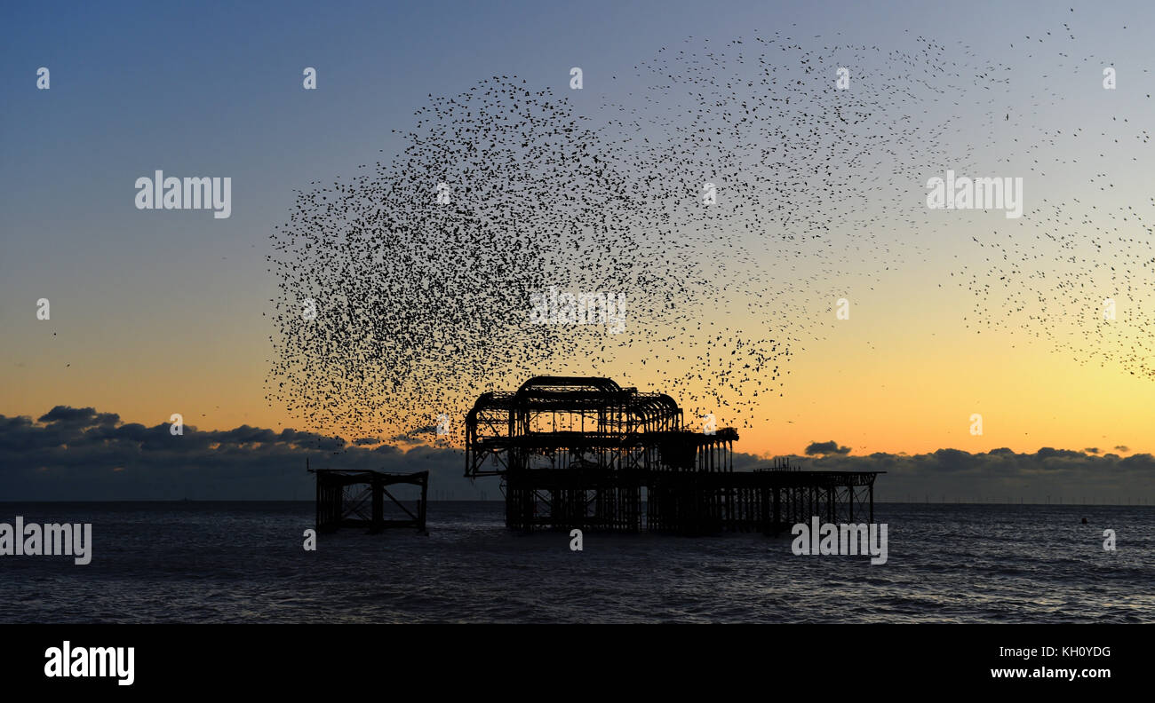 Brighton UK 12th November 2017 - A spectacular starling murmuration ...