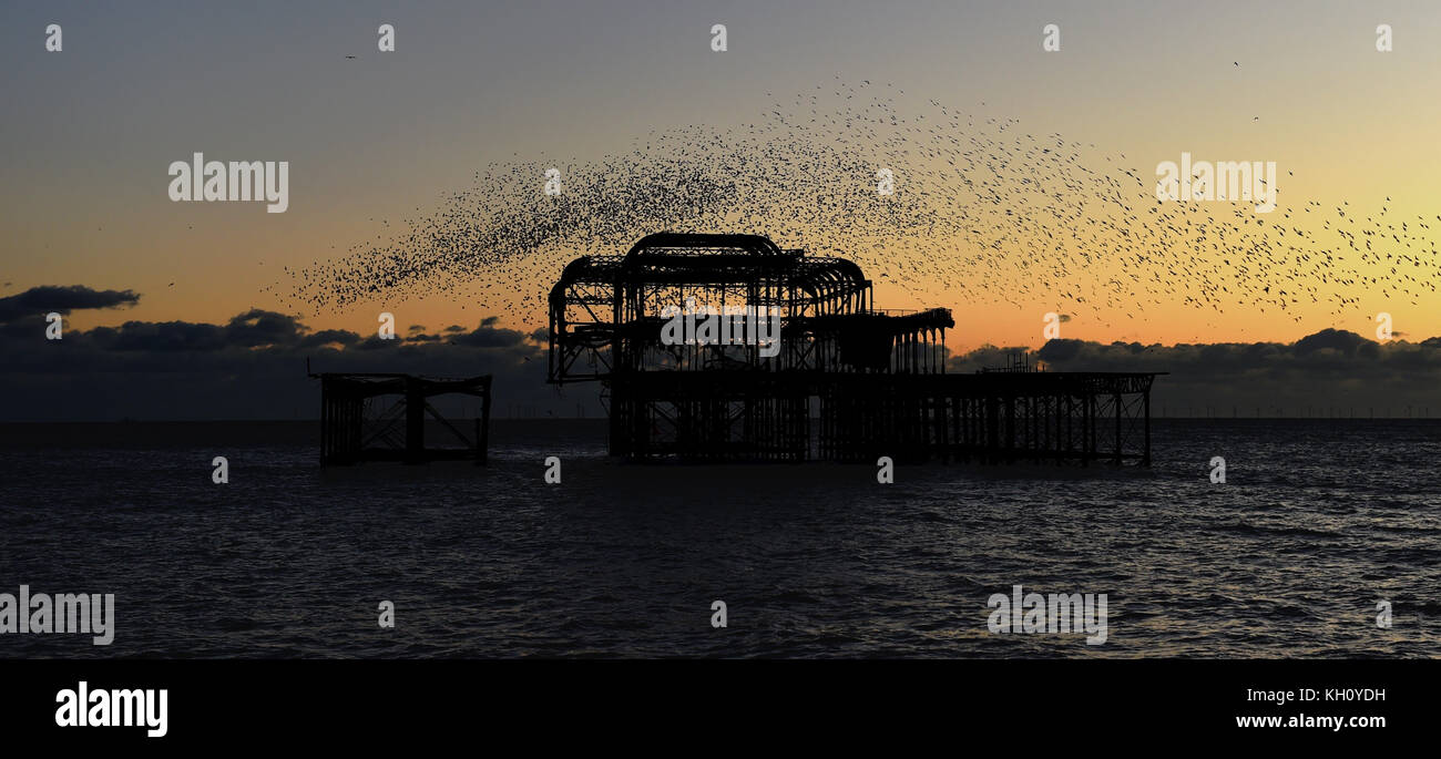 Brighton UK 12th November 2017 - A spectacular starling murmuration ...