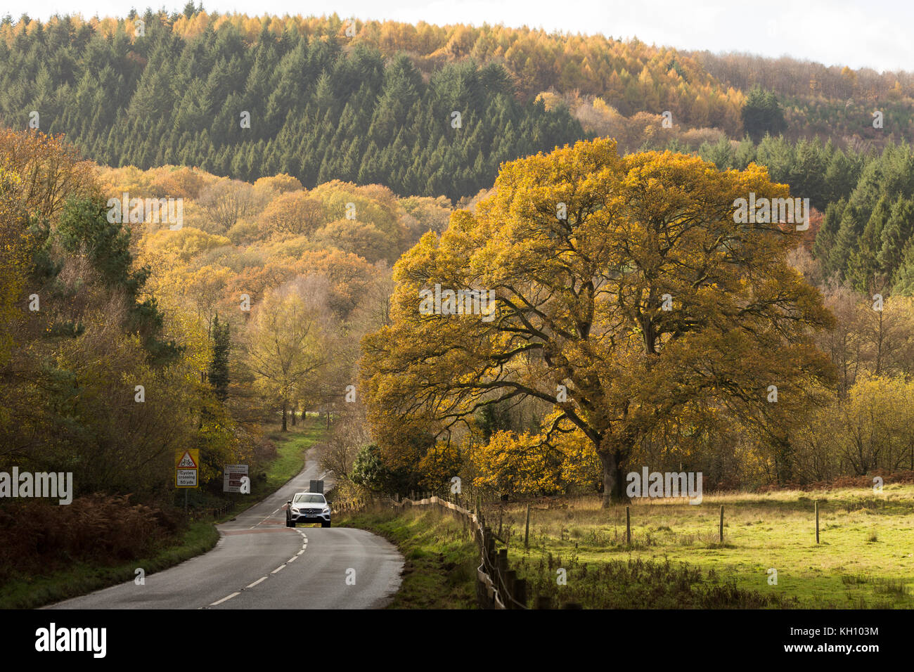 12th November 2017, Forest of Dean, Gloucestershire. The autumn colour ...