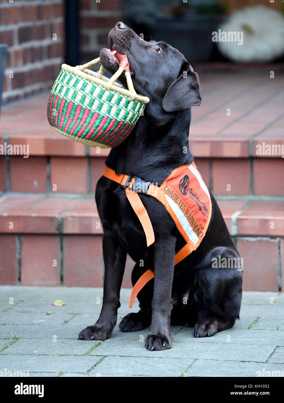 Eckernfoerde, Germany. 8th Nov, 2017. Labrador dog Lilith carries a ...