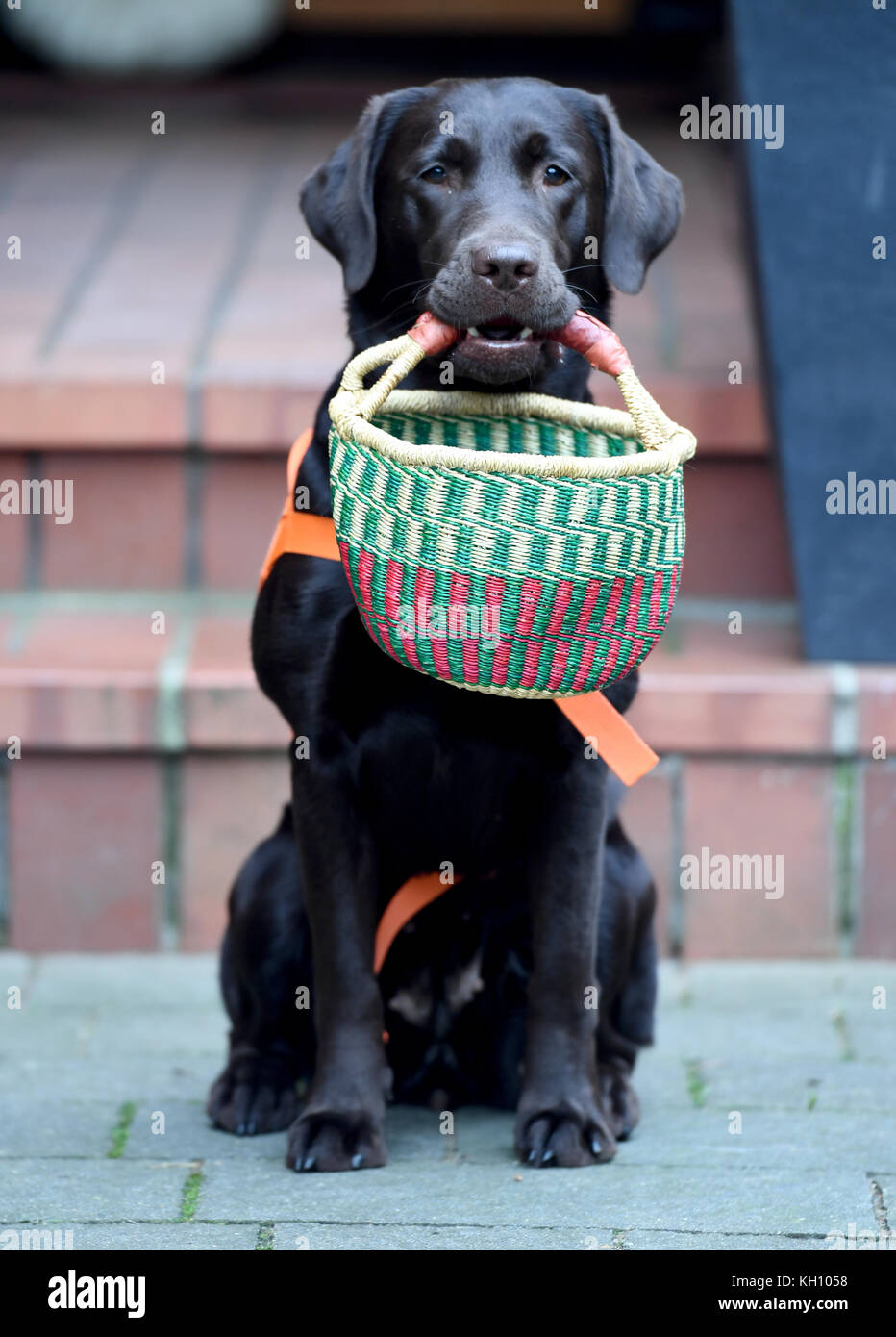 Eckernfoerde, Germany. 8th Nov, 2017. Labrador dog Lilith carries a ...