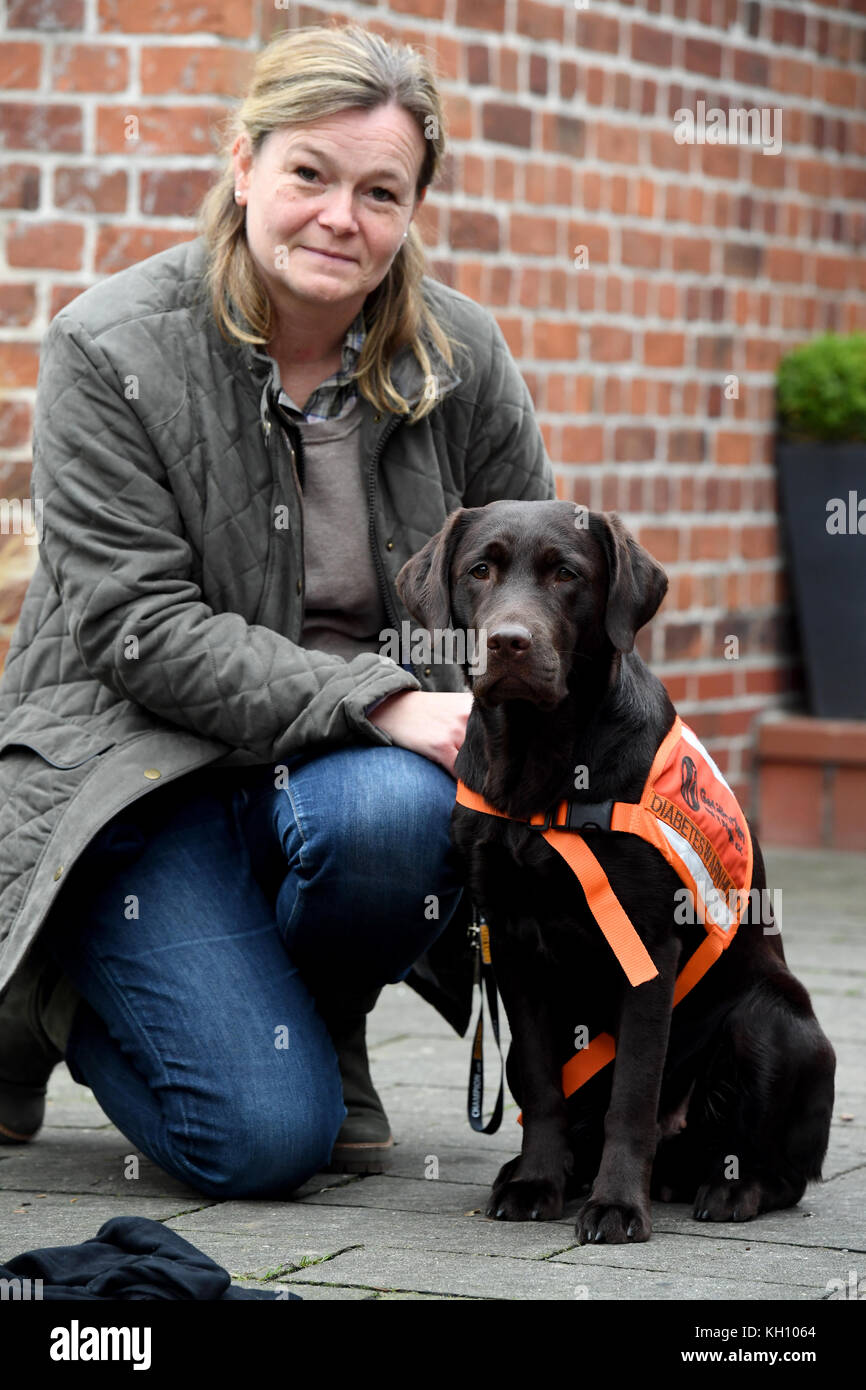 Eckernfoerde, Germany. 8th Nov, 2017. Labrador dog Lilith sits beside ...